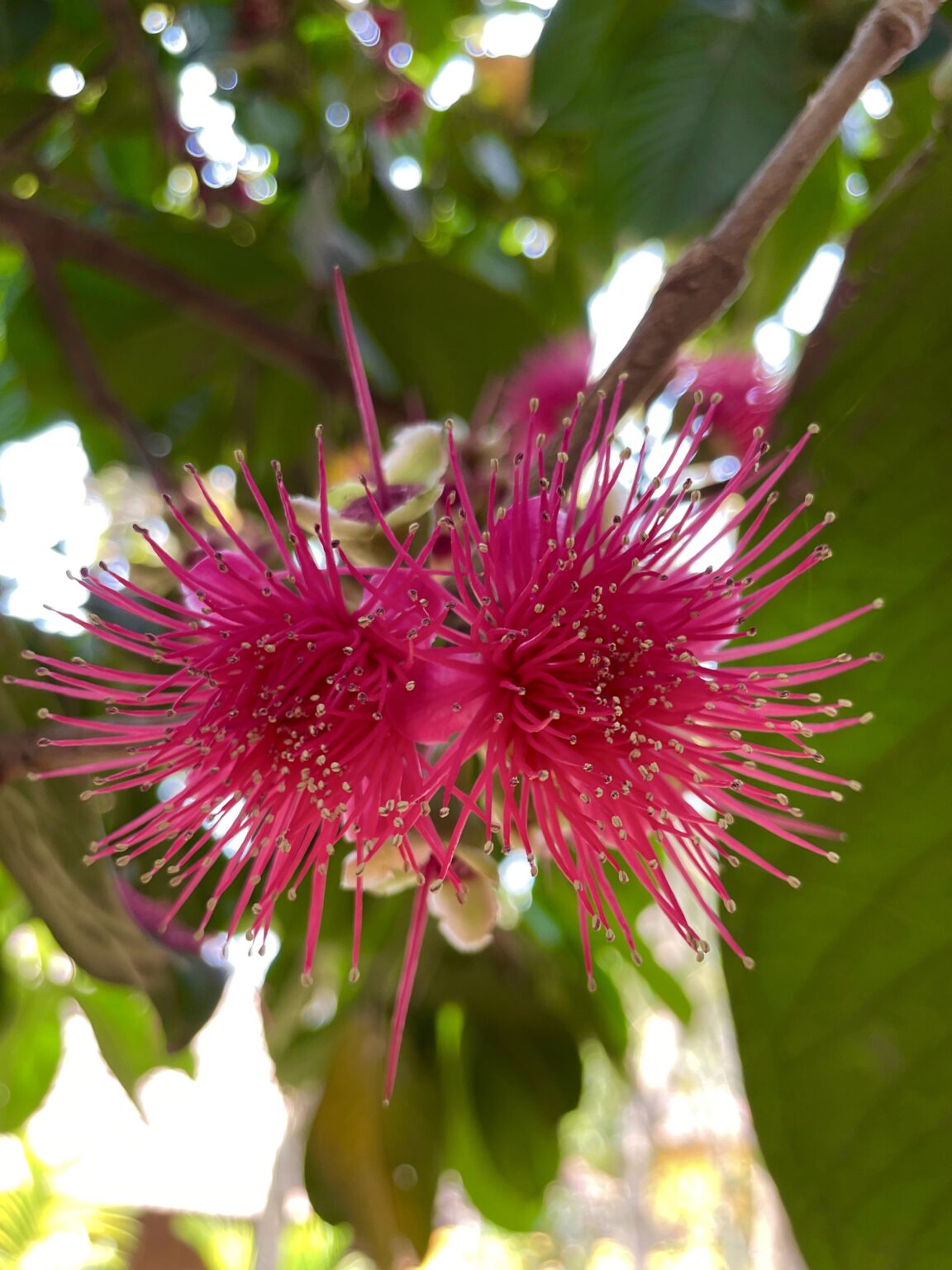 Areca Farm Walk & Trekking | Must Do Activities in Honnavar